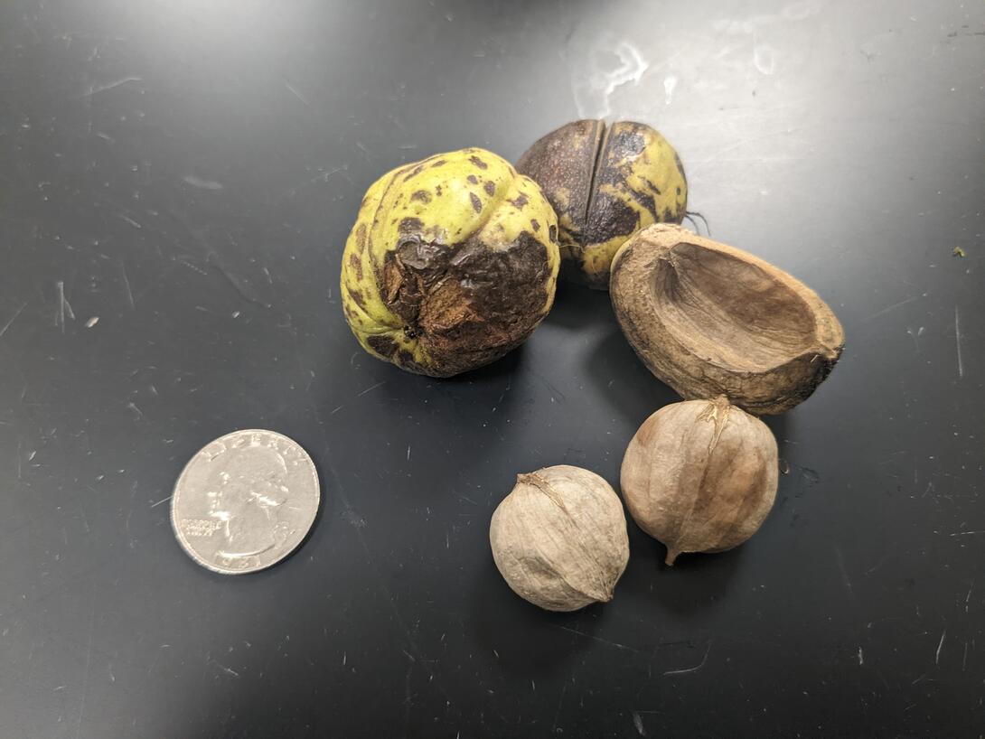 Shagbark Hickory | CMP Tree Selection Tool